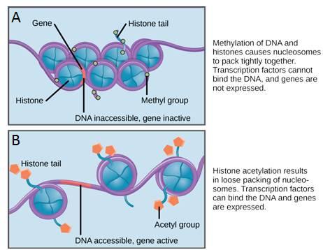 Chapter 17. Regulation of Gene Expression – Introduction to Molecular ...