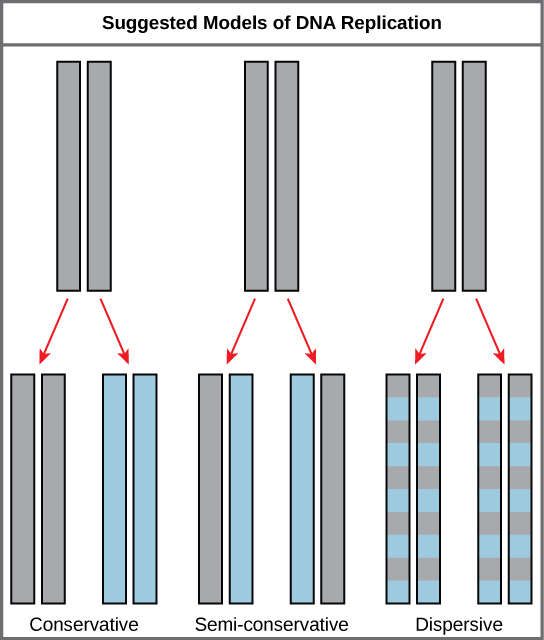 Chapter 14. DNA Replication – Introduction to Molecular and Cell Biology