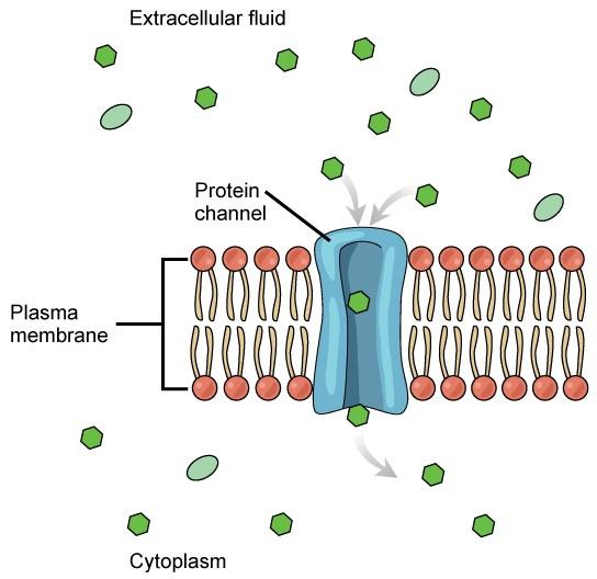 Chapter 8. Membrane Transport – Introduction to Molecular and Cell Biology